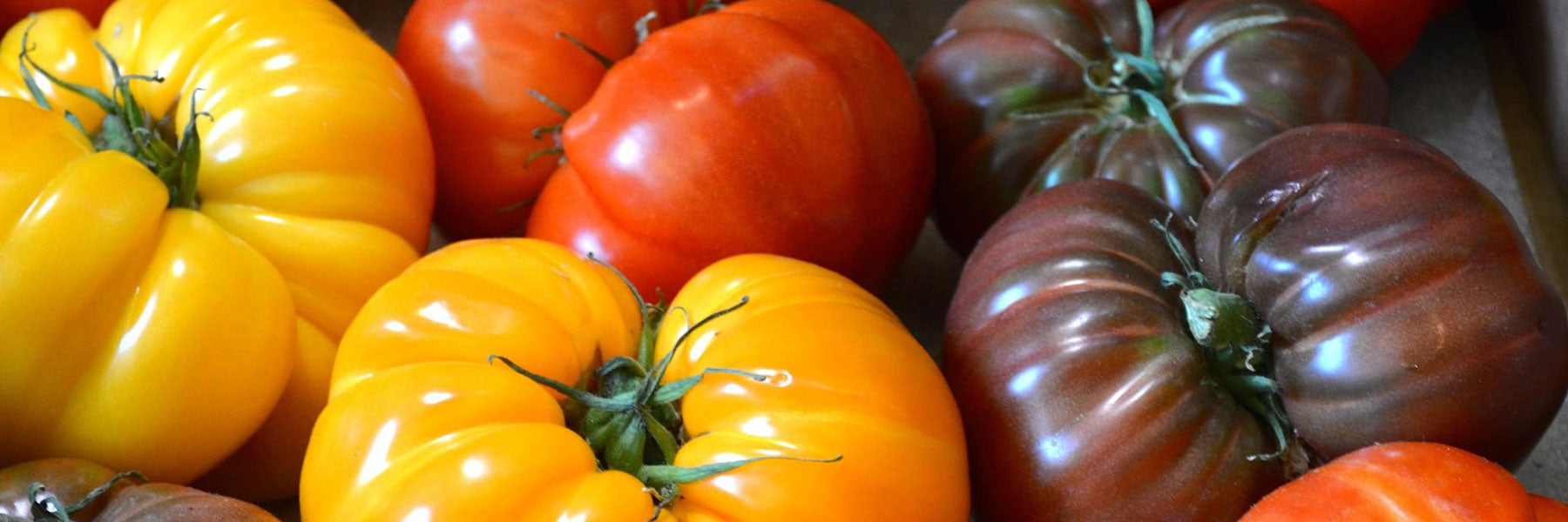 Heirloom – Paramount Seeds Inc