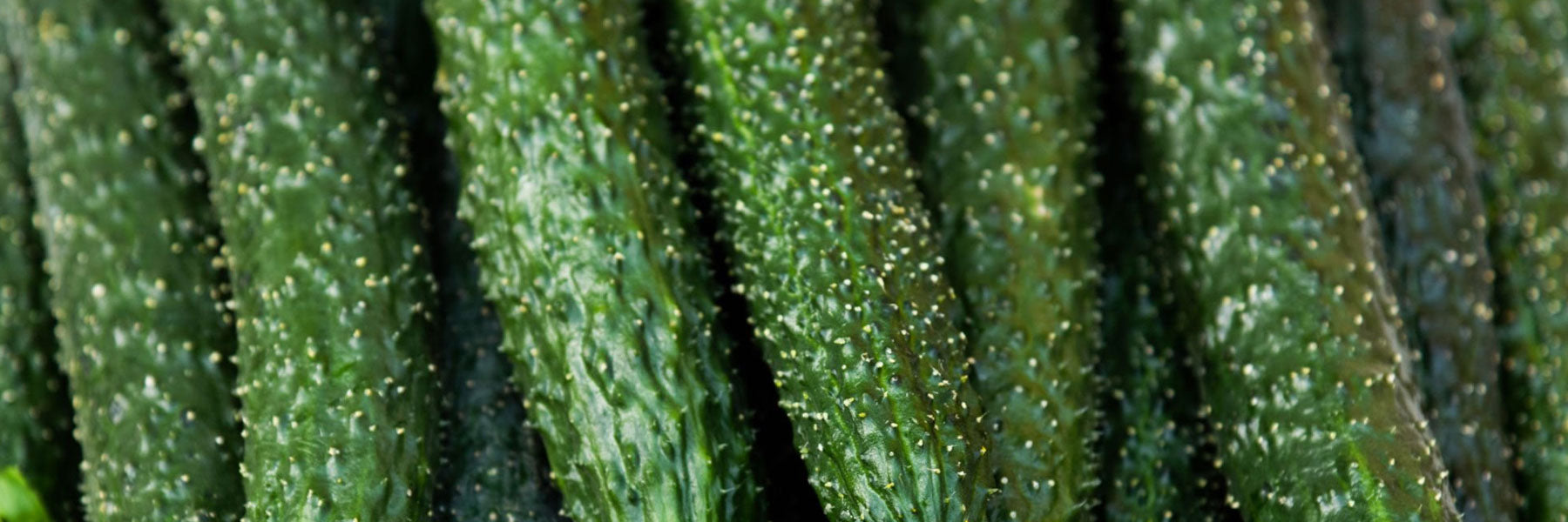 Long English Cucumber – Paramount Seeds Inc