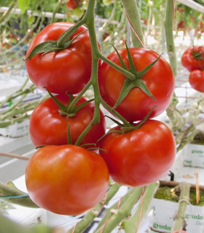 Truss Tomato Varieties – Paramount Seeds Inc