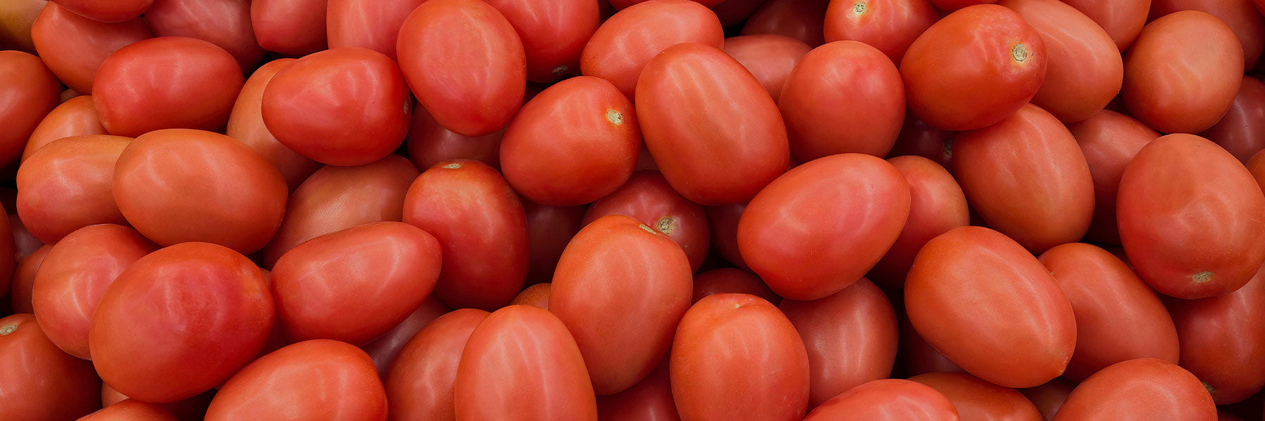 Roma Tomato Varieties | Paramount Seeds Inc