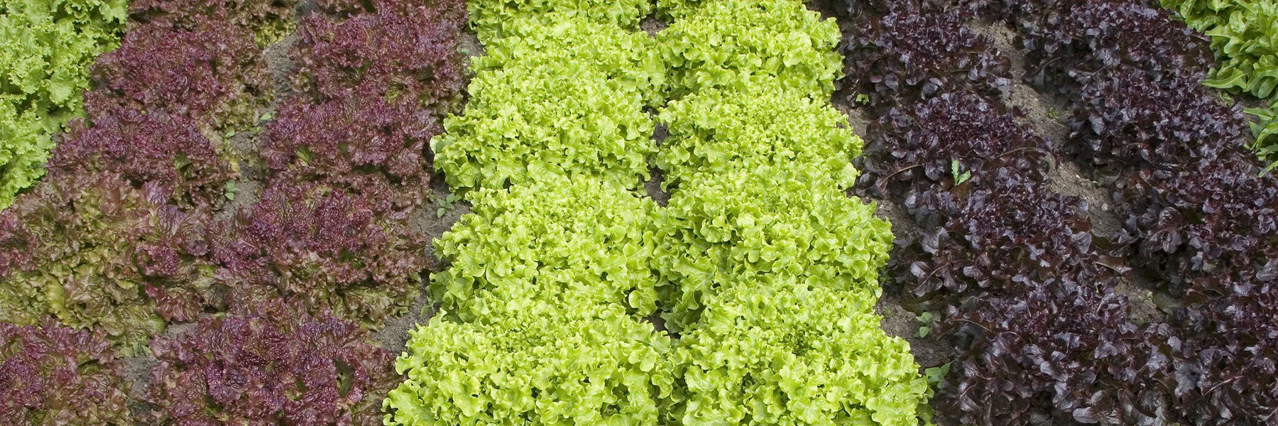 Multileaf Lettuce Varieties – Paramount Seeds Inc