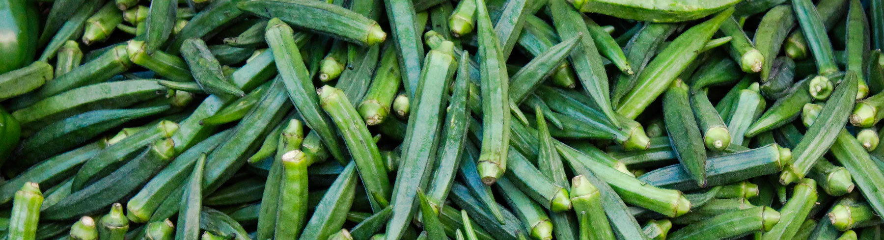 Okra Seeds by Paramount Seeds | Seed Company – Paramount Seeds Inc