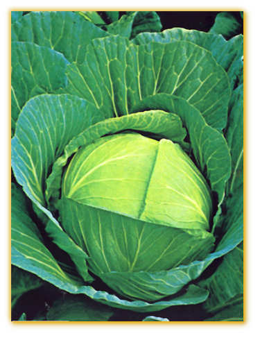 Tropic Special F1 Cabbage – Paramount Seeds Inc