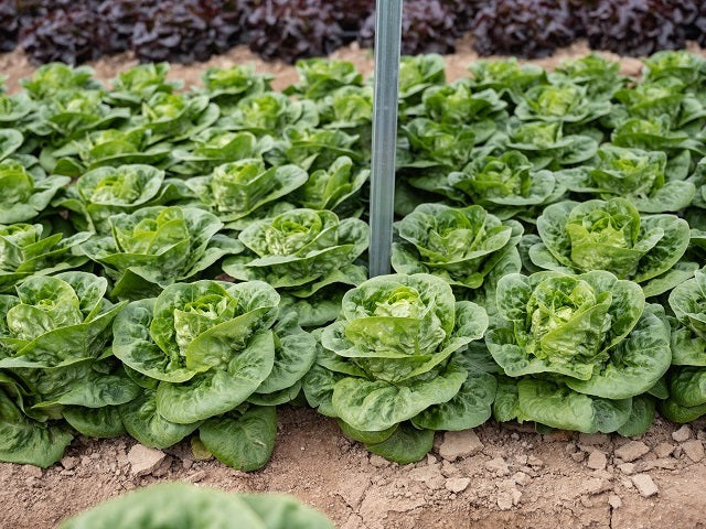 Elizium F1 Romaine Lettuce, pelleted seed | Paramount Seeds Inc