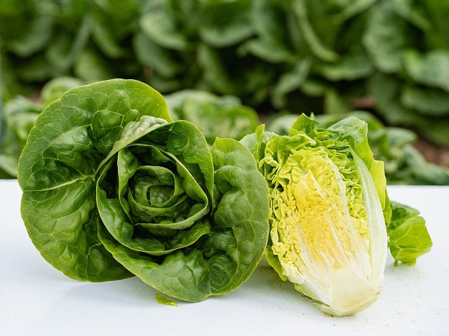 Elizium F1 Romaine Lettuce, pelleted seed – Paramount Seeds Inc