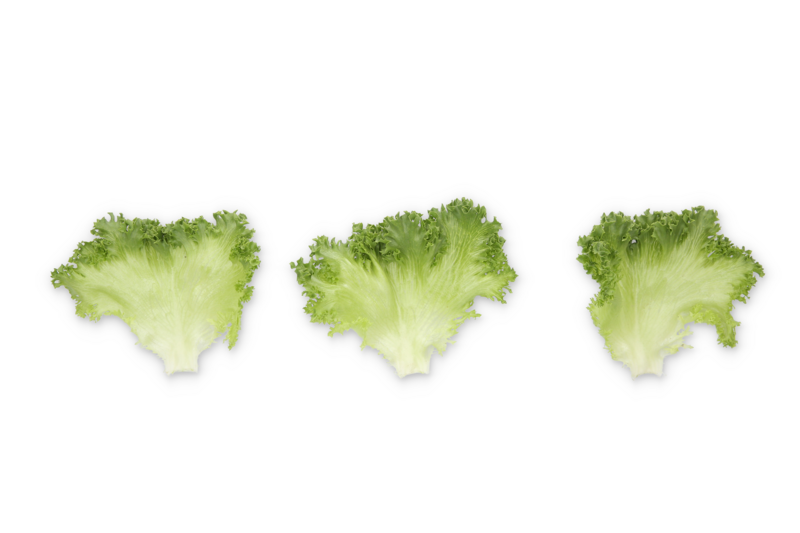 Hydrolique F1 Crystal Lettuce (RZ 44-CL1717) Pelleted seed | Paramount ...