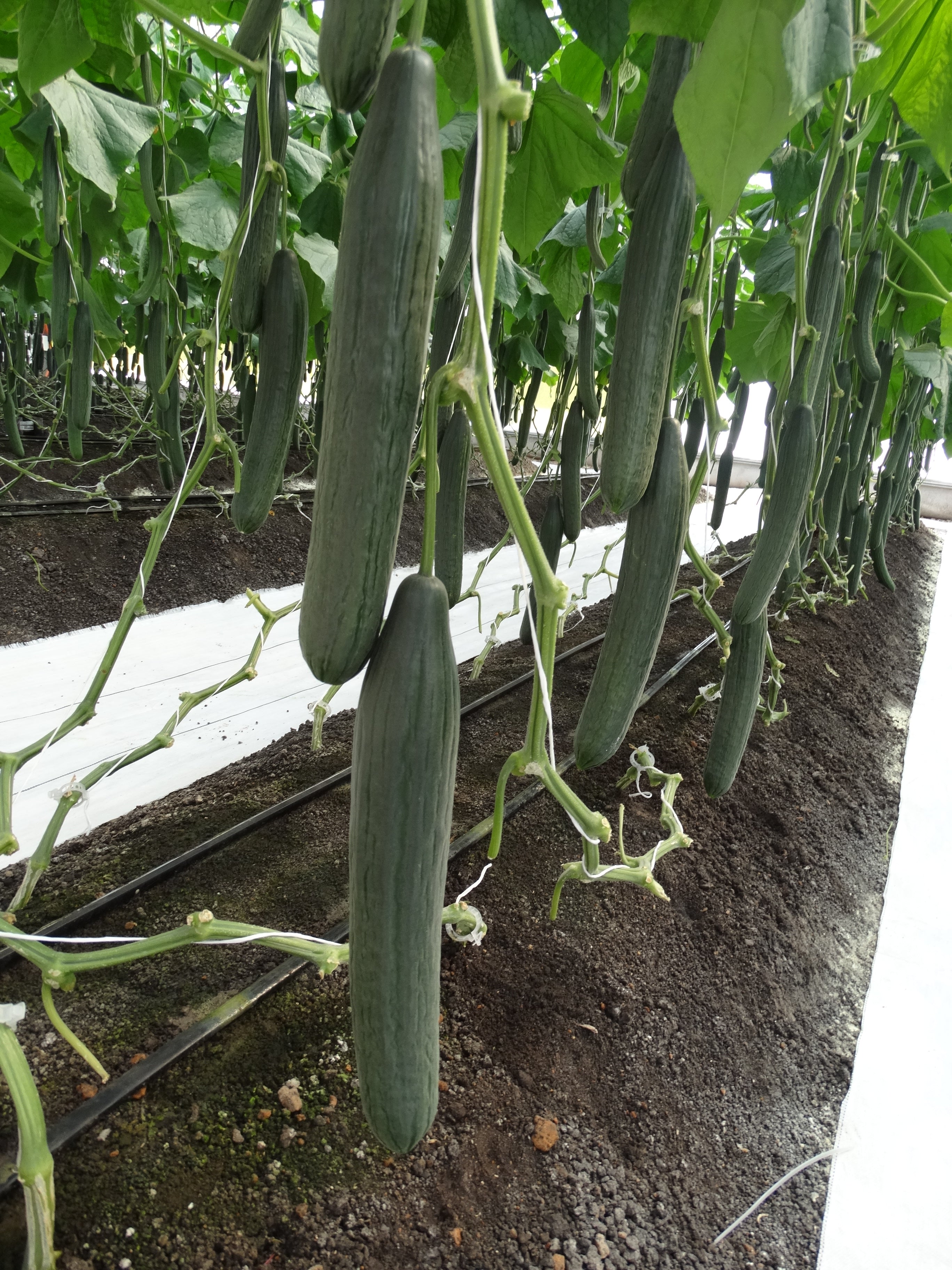 Poniente F1 Long Dutch Cucumber | Paramount Seeds Inc