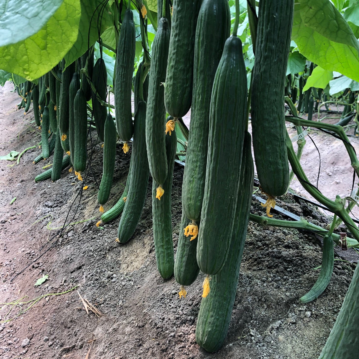 Poniente F1 Long Dutch Cucumber | Paramount Seeds Inc