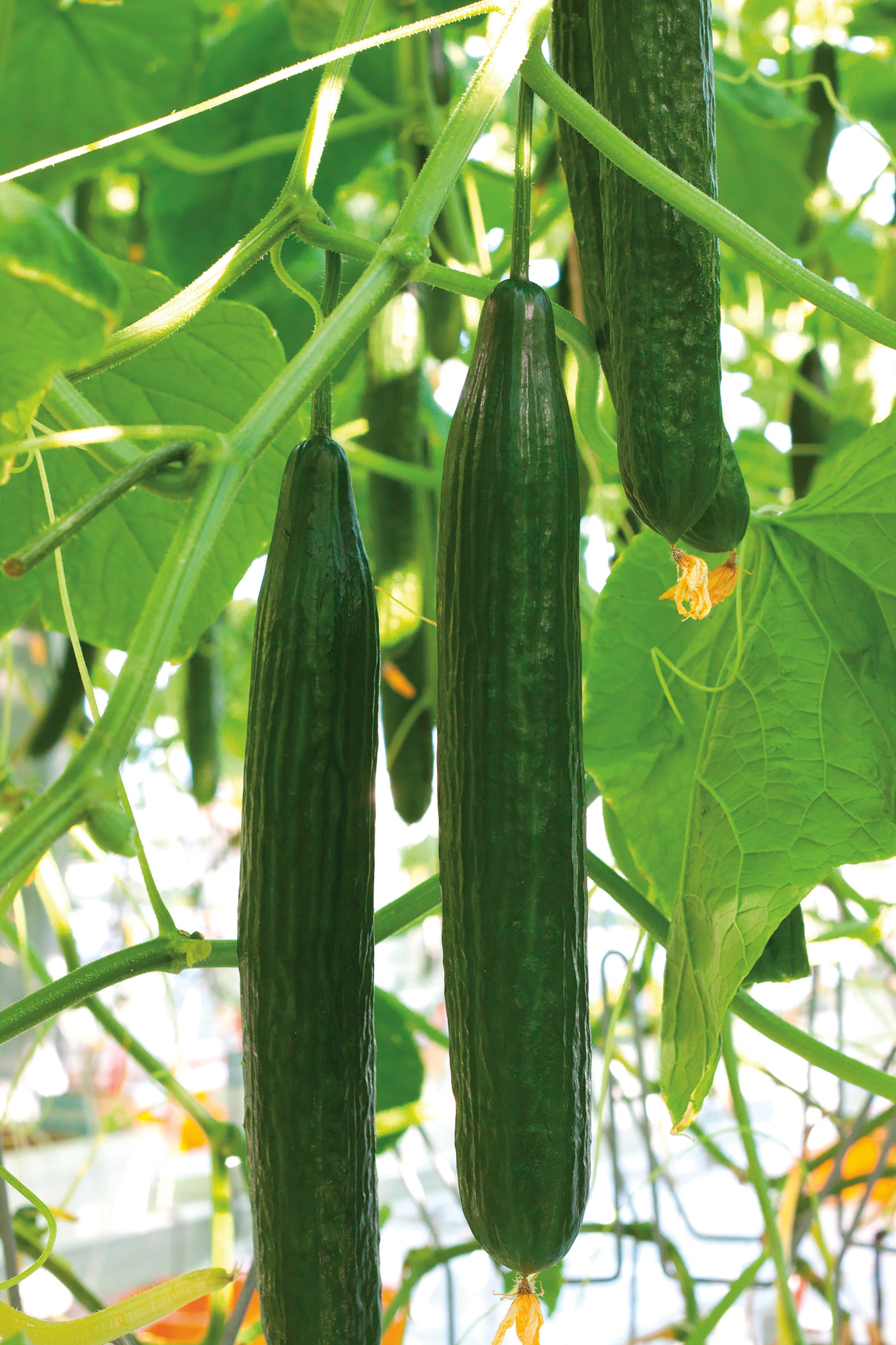 Poniente F1 Long Dutch Cucumber | Paramount Seeds Inc