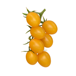 Amaretto F1 Cherry Tomato | Paramount Seeds Inc