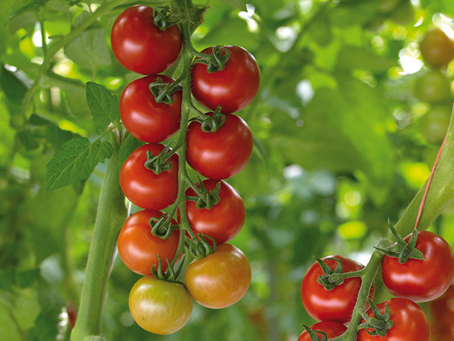 Annamay F1 Cocktail Tomato – Paramount Seeds Inc