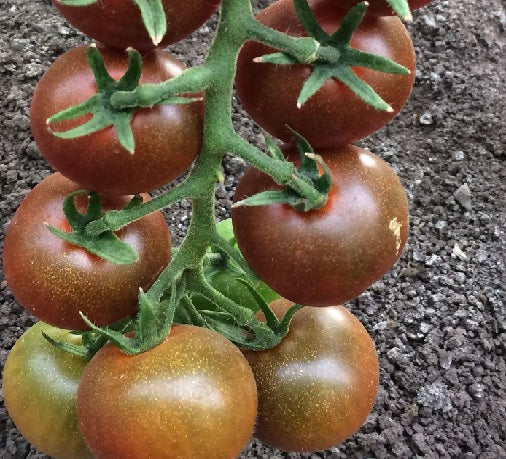 Chocolate Tomato Seeds