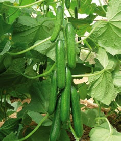 Colin F1 Mini Cucumber | Paramount Seeds Inc