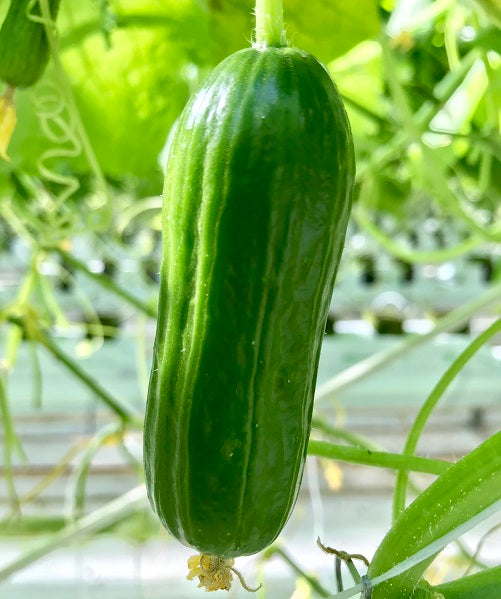 DR7109CB Mini Cucumber F1 (Untreated seed) – Paramount Seeds Inc