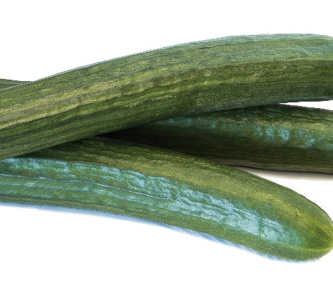 Davida F1 Long Dutch Cucumber (Treated seed) | Paramount Seeds Inc