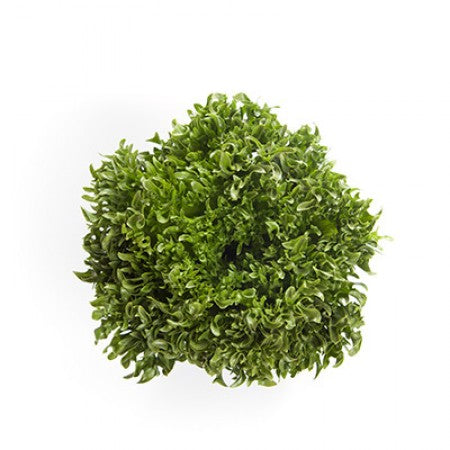 Dunand F1 Crystal Lettuce (RZ 44-22) Pelleted seed | Paramount Seeds Inc