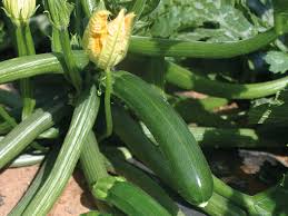 Squash Green Machine (Treated seed) | Paramount Seeds Inc