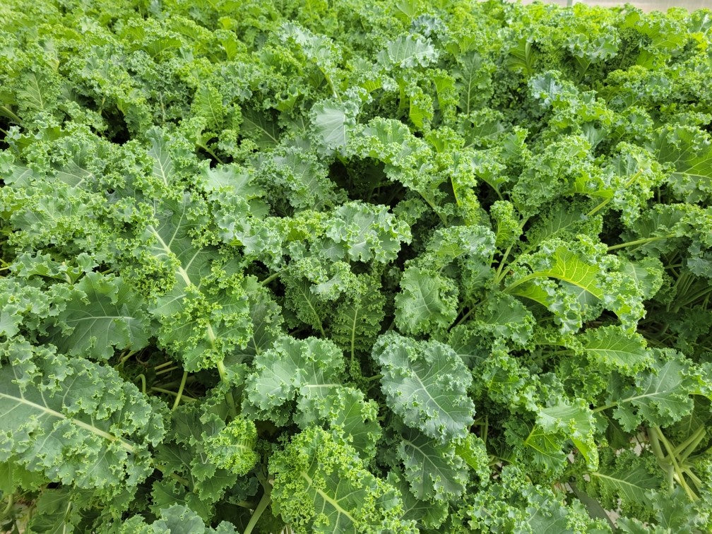 Kale - Winterbor F1 | Paramount Seeds Inc
