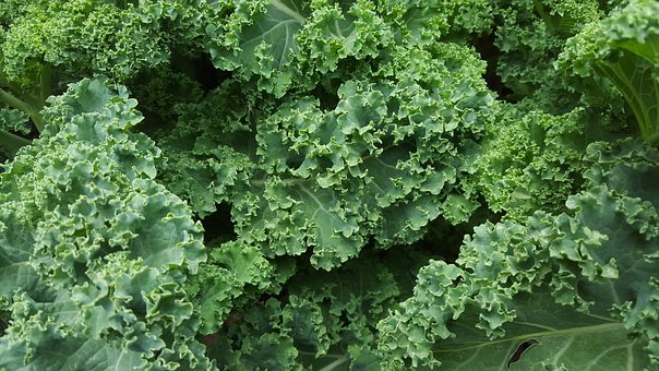 Kale - Winterbor F1 | Paramount Seeds Inc