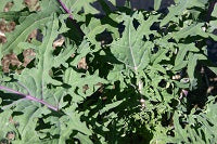 Red Russian Kale – Paramount Seeds Inc