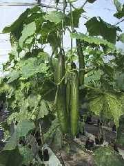 Kalunga F1 Long Dutch Cucumber (Non-treated seed) | Paramount Seeds Inc