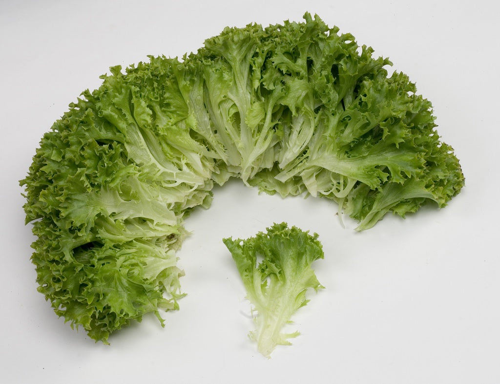 Multiblond 56 F1 Multileaf Lettuce, pelleted seed | Paramount Seeds Inc