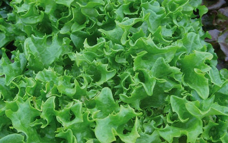 Multigreen 60 F1 Multileaf Lettuce, pelleted seed | Paramount Seeds Inc