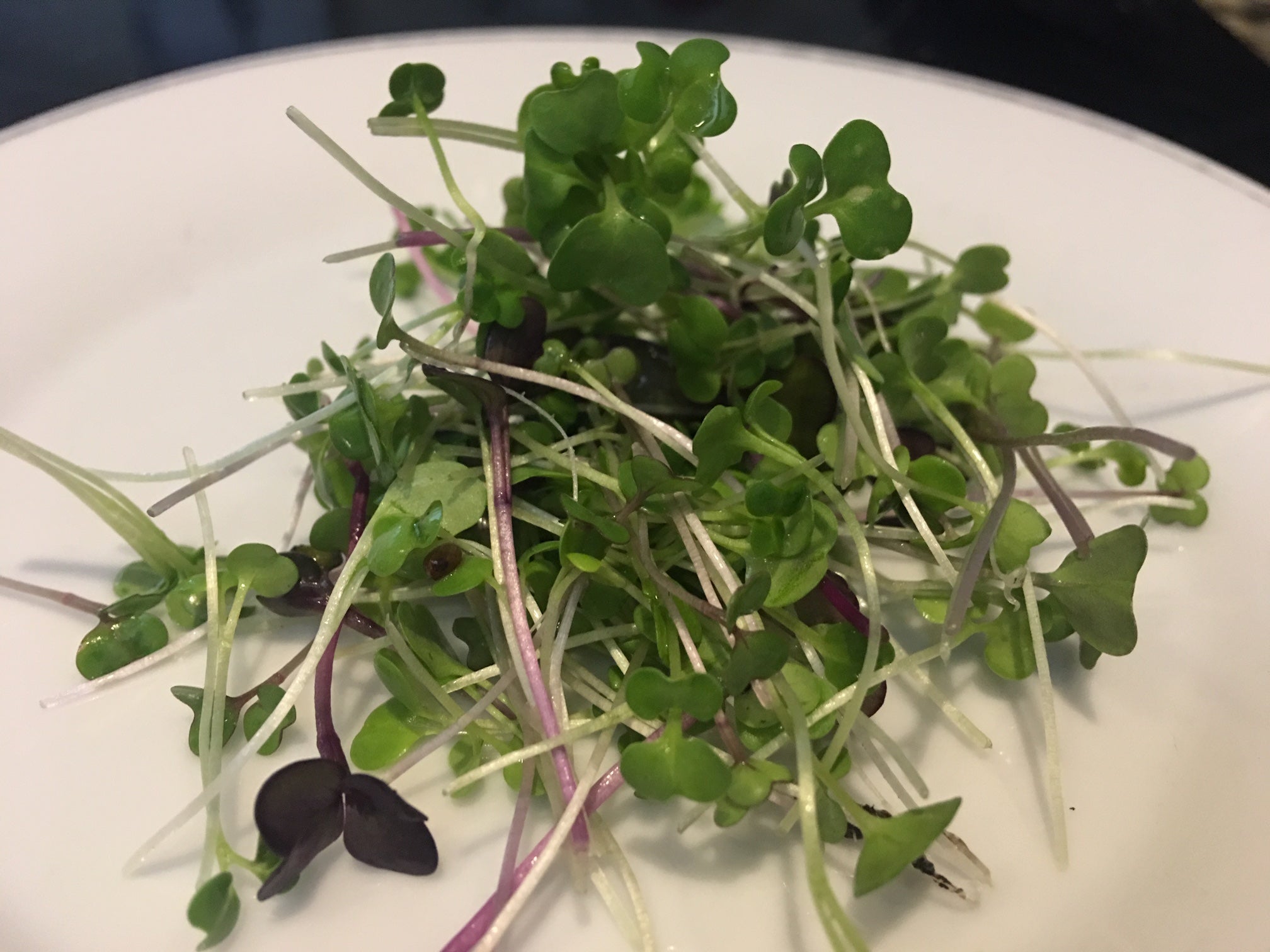 Micro Mix | Paramount Seeds Inc