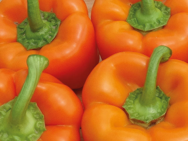 Milena F1 Orange Bell Pepper | Paramount Seeds Inc