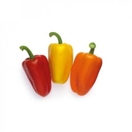 Triyello F1 Mini Yellow Pepper | Paramount Seeds Inc