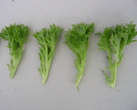 Multigreen 2 F1 Multileaf Lettuce, pelleted seed | Paramount Seeds Inc