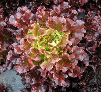 Multired 4 F1 Multileaf Lettuce, pelleted seed | Paramount Seeds Inc