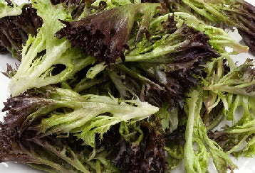 Multired 54 F1 Multileaf Lettuce, pelleted seed | Paramount Seeds Inc