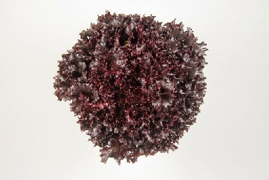 Multired 80 F1 Multileaf Lettuce, pelleted seed | Paramount Seeds Inc