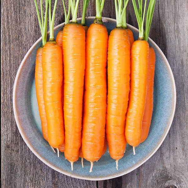 Napoli Carrot F1 (Non-Pelleted seeds) – Paramount Seeds Inc