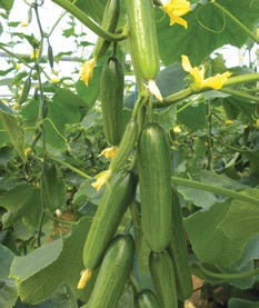 Quail F1 Mini Cucumber – Paramount Seeds Inc