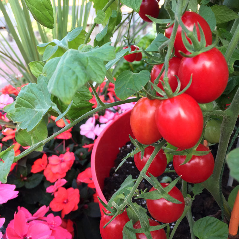 Ruby Crush F1 Cherry Tomato | Paramount Seeds Inc