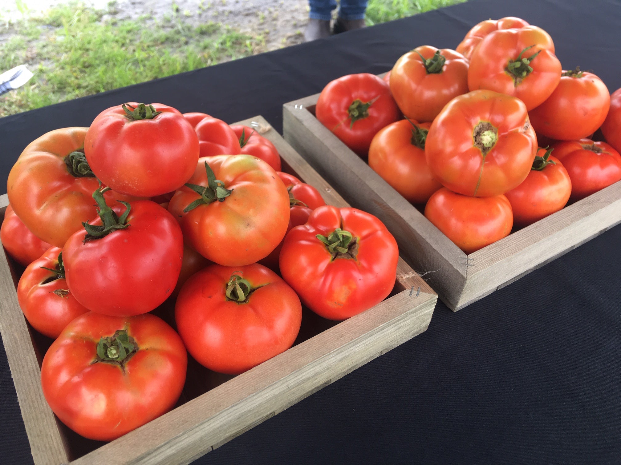 Sunfresh F1 Beefsteak Tomato – Paramount Seeds Inc