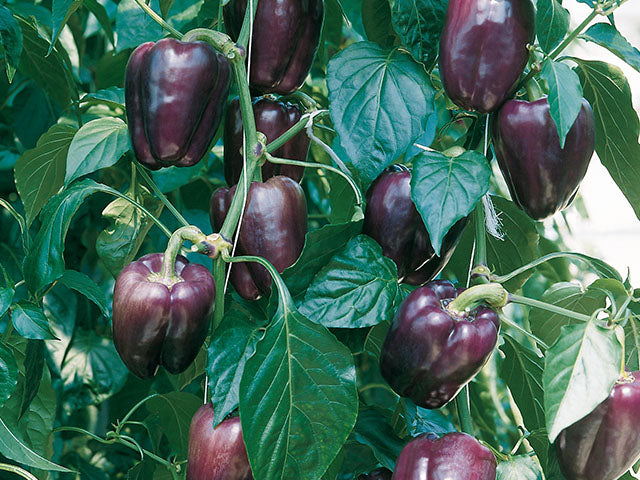 Tequila F1 Purple Bell Pepper | Paramount Seeds Inc