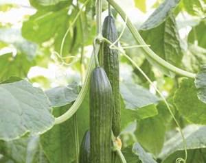 Camaro F1 (Untreated) Long Dutch Cucumber – Paramount Seeds Inc