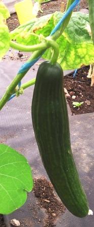 Kalunga F1 Long Dutch Cucumber (Non-treated seed) | Paramount Seeds Inc