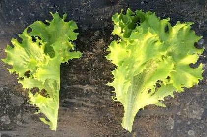 Multigreen 101 F1 Multileaf Lettuce, pelleted seed – Paramount Seeds Inc