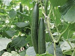 Durance F1 Long Dutch Cucumber – Paramount Seeds Inc